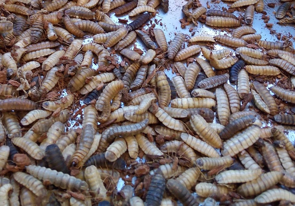 New Bug Bites Insect Larvae Fish Food from Fluval Aquatics - AMAZONAS ...