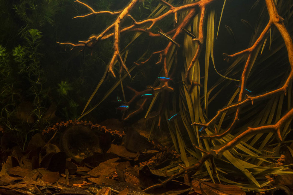 Building a Biotope: A Step-by-Step Rio Negro Aquarium - AMAZONAS Magazine