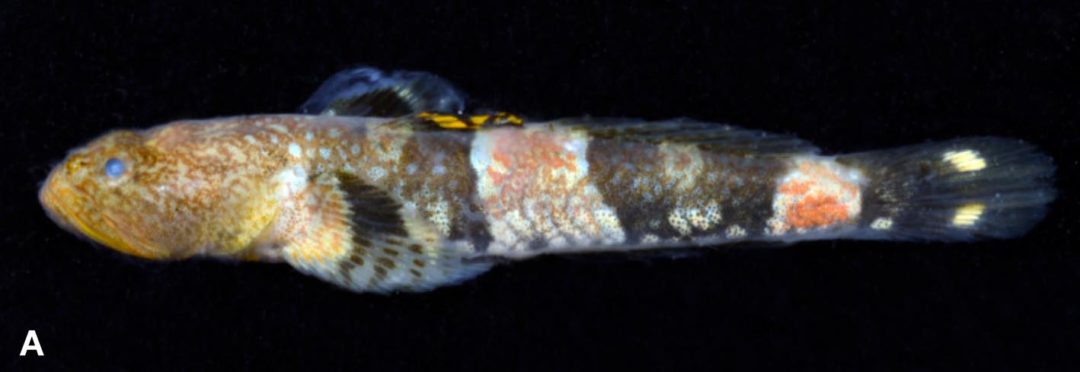 10 New Species of Gobies for Nano-Fish Fans - AMAZONAS Magazine