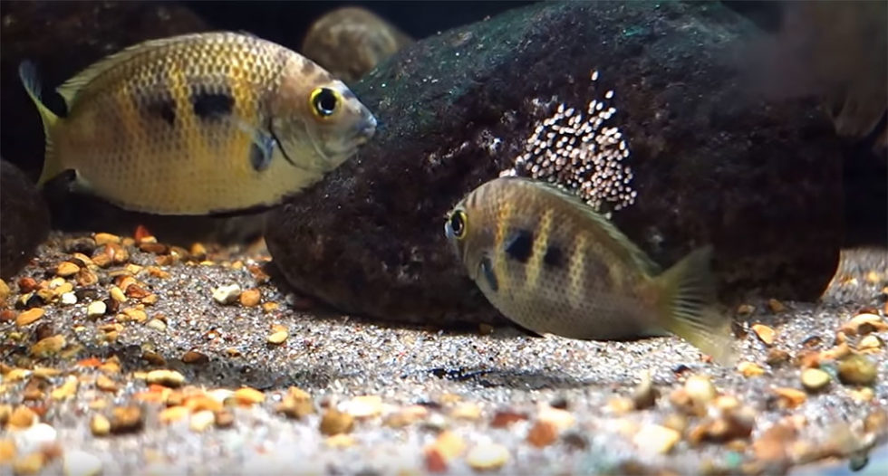 VIDEO: Etroplus canarensis, from Eggs to Juveniles - AMAZONAS Magazine