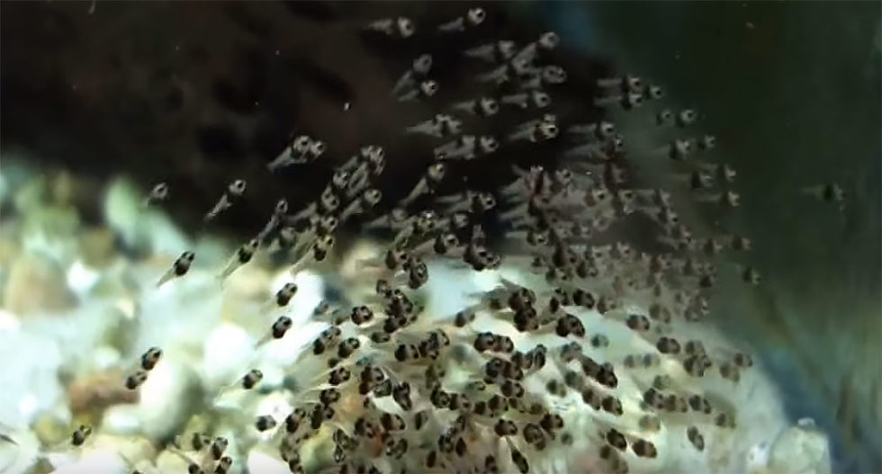 VIDEO: Etroplus canarensis, from Eggs to Juveniles - AMAZONAS Magazine