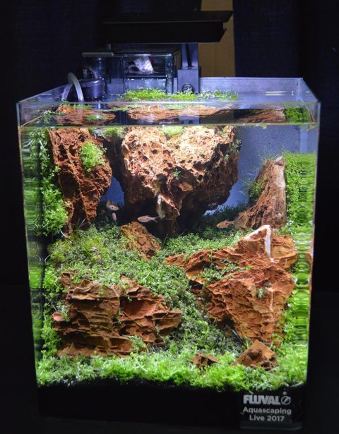 Aquascaping Live! 2017 Small Planted Tanks - AMAZONAS Magazine