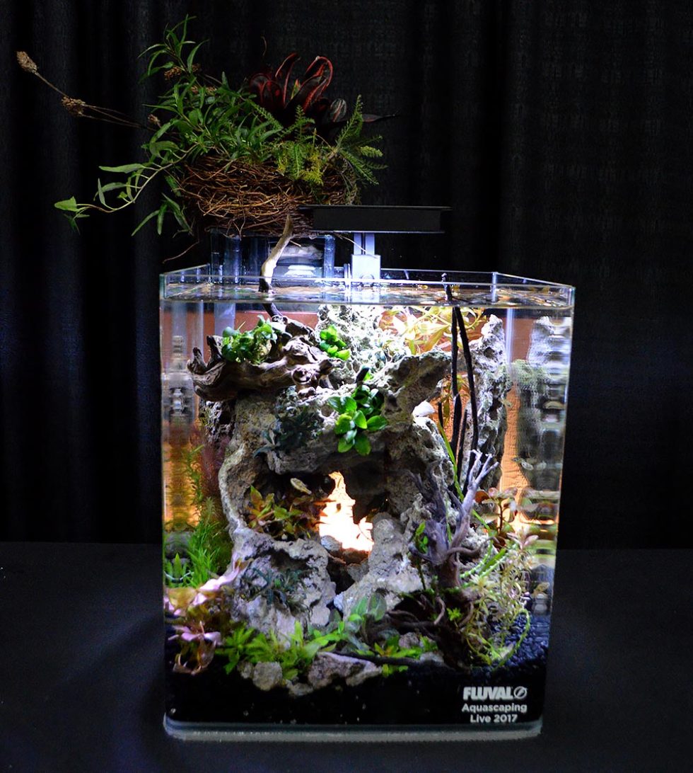 Aquascaping Live! 2017 Small Planted Tanks - AMAZONAS Magazine