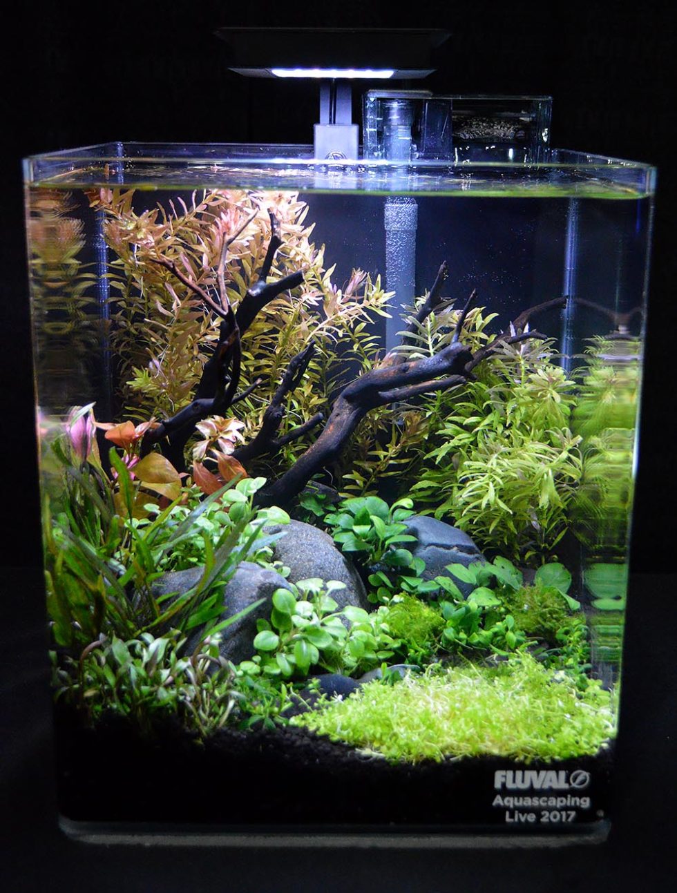 Aquascaping Live! 2017 Small Planted Tanks - AMAZONAS Magazine