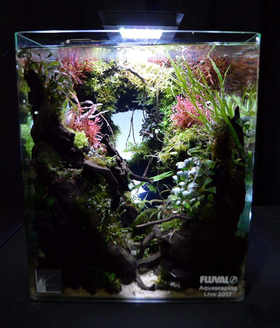 Aquascaping Live! 2017 Small Planted Tanks - AMAZONAS Magazine