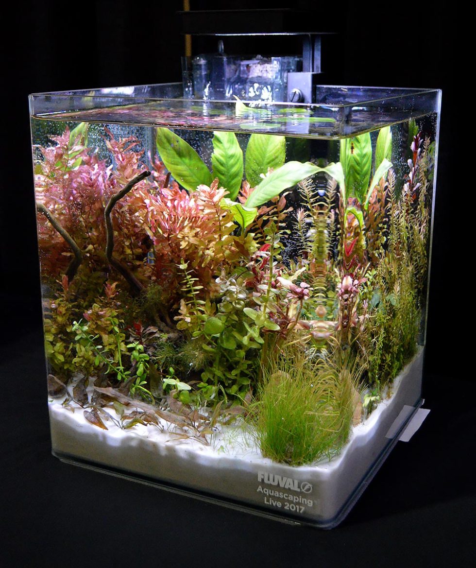 Aquascaping Live! 2017 Small Planted Tanks - AMAZONAS Magazine