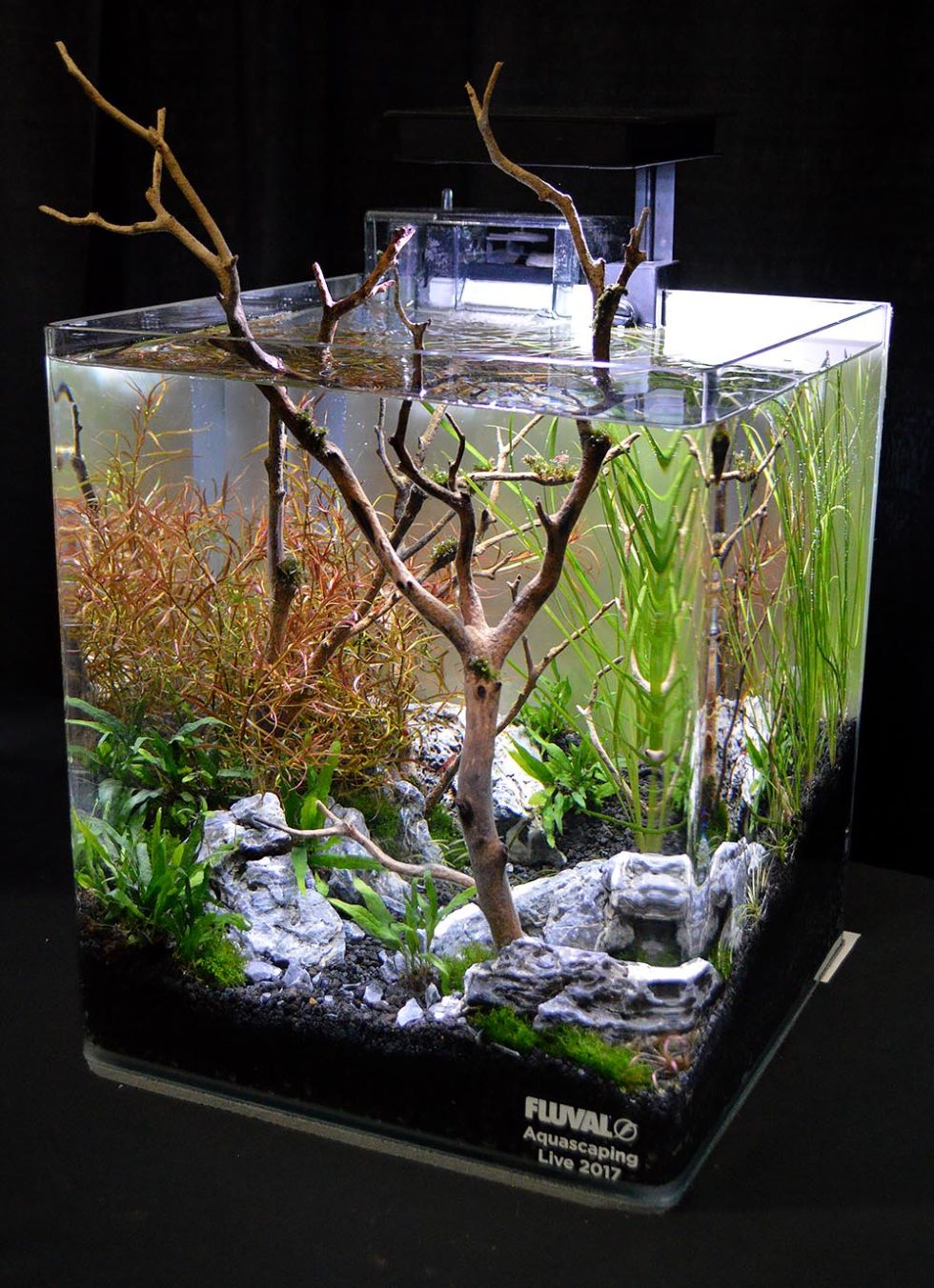 Aquascaping Live! 2017 Small Planted Tanks - AMAZONAS Magazine