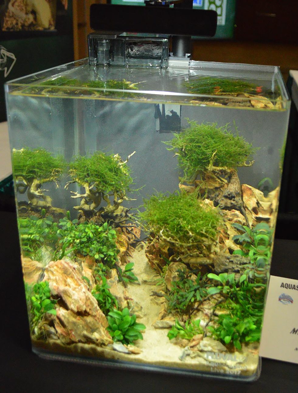 Aquascaping Live! 2017 Small Planted Tanks - AMAZONAS Magazine