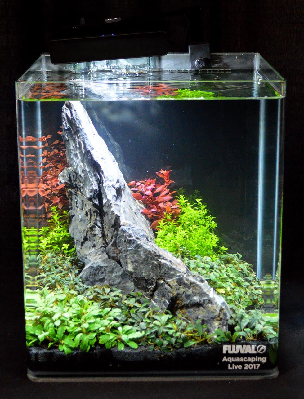 Aquascaping Live! 2017 Small Planted Tanks - AMAZONAS Magazine