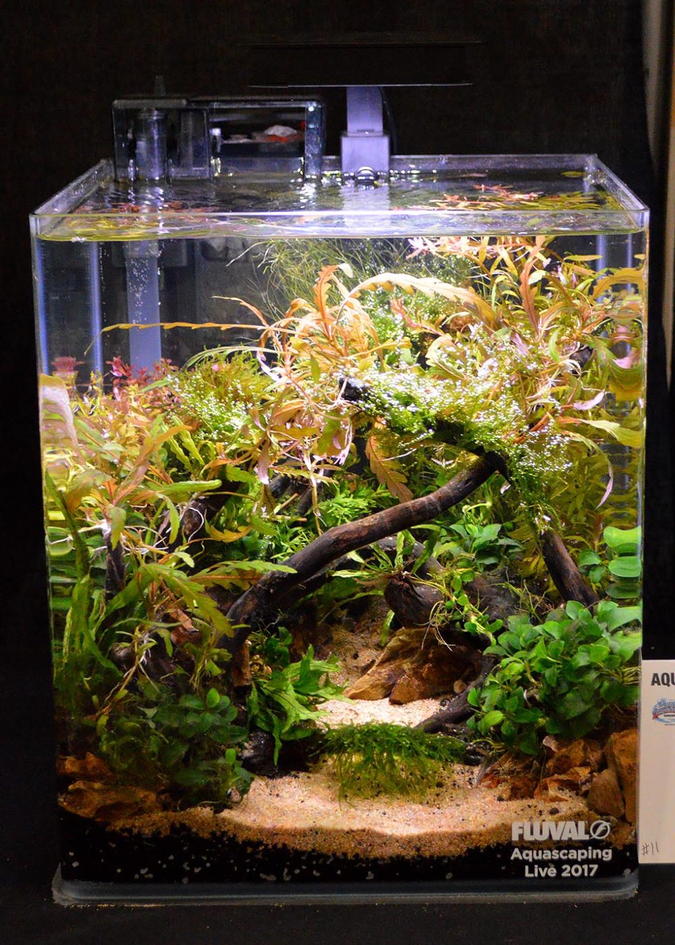 Aquascaping Live! 2017 Small Planted Tanks - AMAZONAS Magazine
