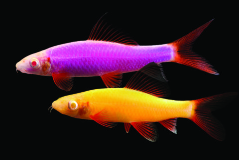 Fluorescent Sharks Now Lurking At Your Pet Shop - AMAZONAS Magazine