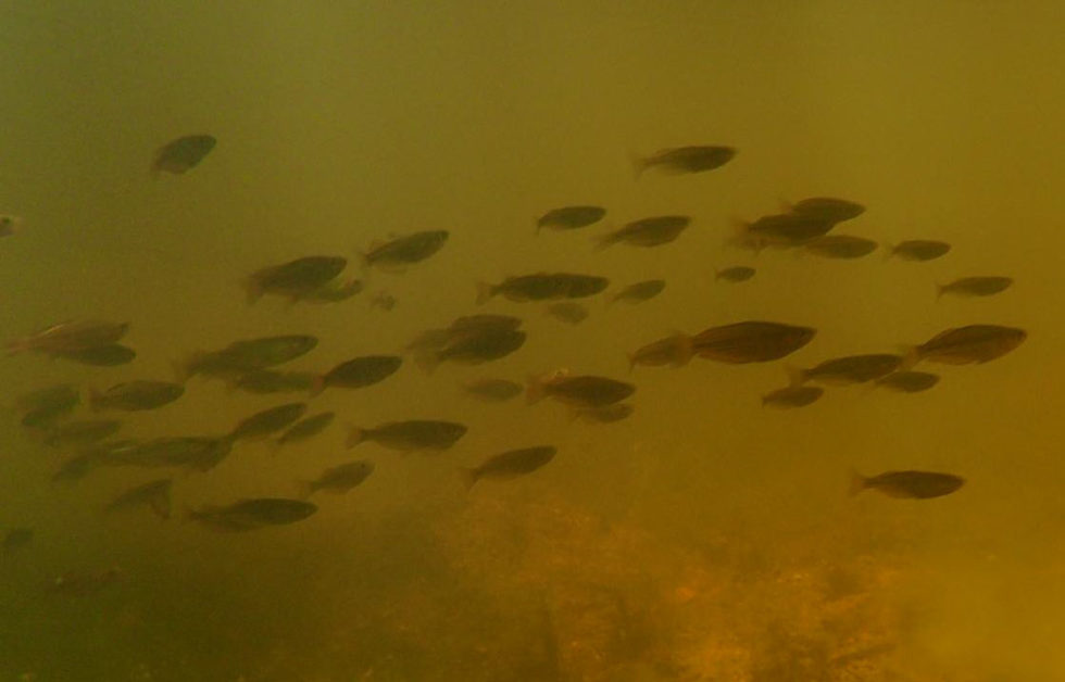 Captive-Bred Rainbowfish Going Back into the Wild - AMAZONAS Magazine