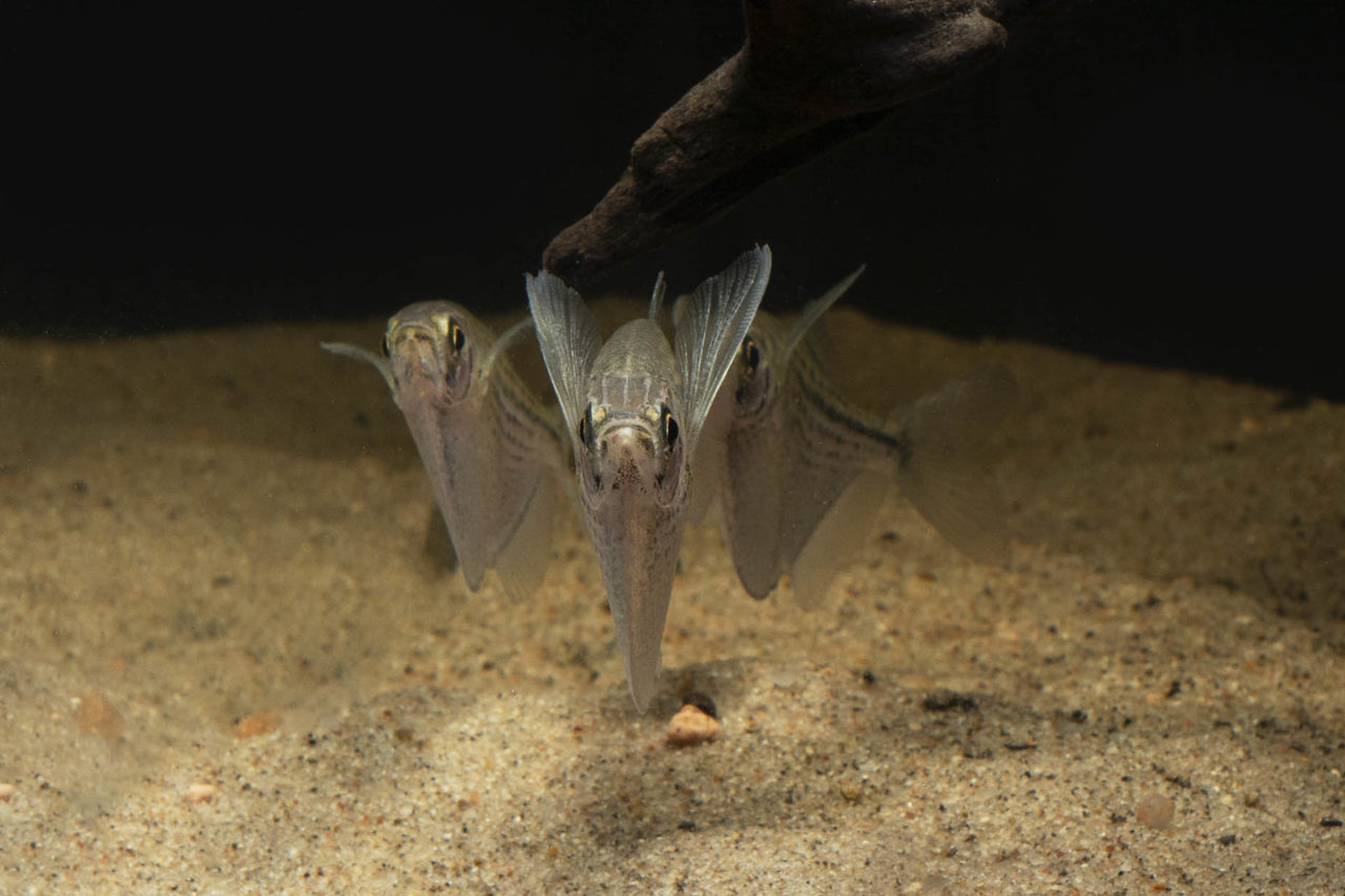 The Rarely-Seen Spotted Silver Hatchet - AMAZONAS Magazine