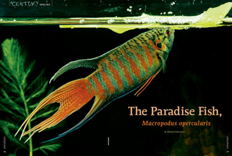 AMAZONAS Magazine “MARVELOUS MEDAKA” Inside Look - AMAZONAS Magazine