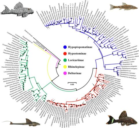 Molecular Support for the Armored Catfish Family Loricariidae ...