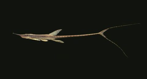Scientists Describe New Farlowella Catfish Species - AMAZONAS Magazine