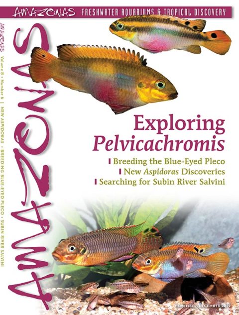 What headlines the next AMAZONAS? - AMAZONAS Magazine