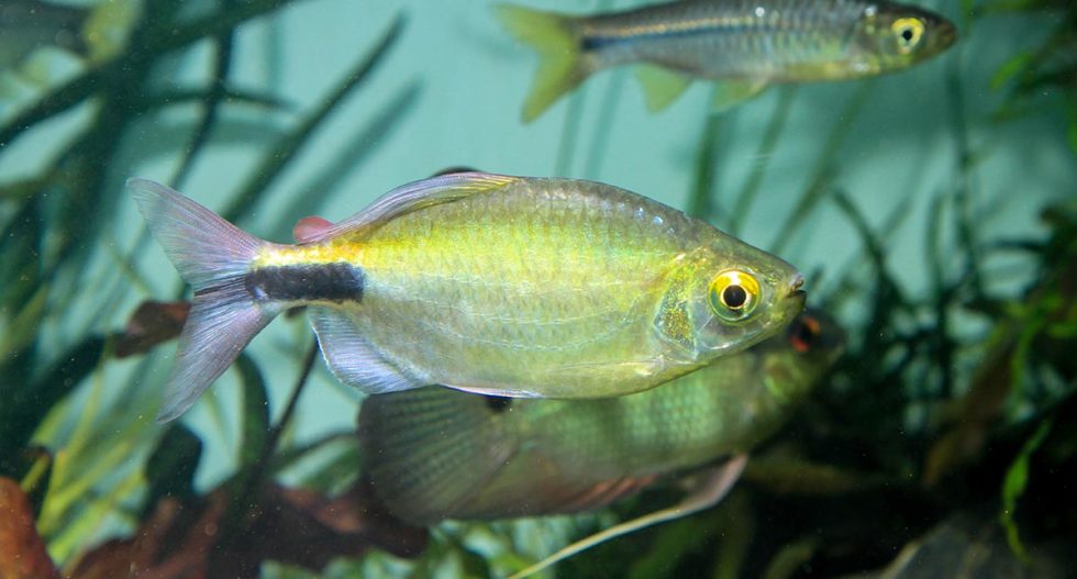 Not all African Long-Fin Tetras are Alike - AMAZONAS Magazine