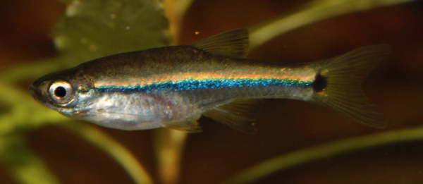 White Clouds Get a New Cousin: Tanichthys kuehnei - AMAZONAS Magazine