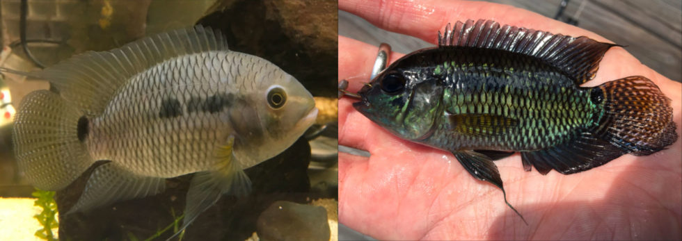 Hidden in Plain Sight, Cichlasoma dimerus in Florida - AMAZONAS Magazine