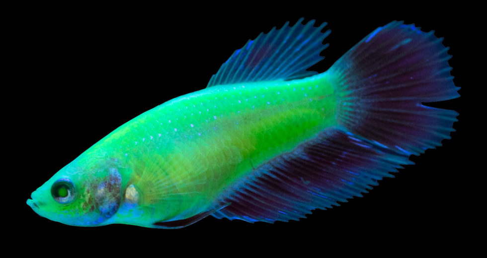 GloFish Introduces Bettas to Fluorescent Fish Offerings - AMAZONAS Magazine