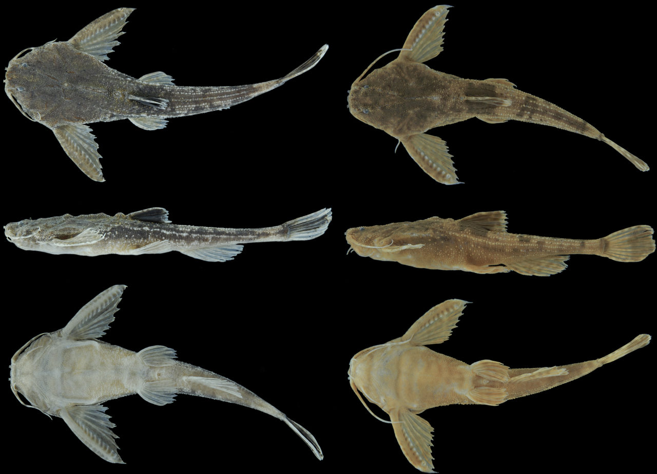 Scientists Describe A New Species of Banjo Catfish - AMAZONAS Magazine