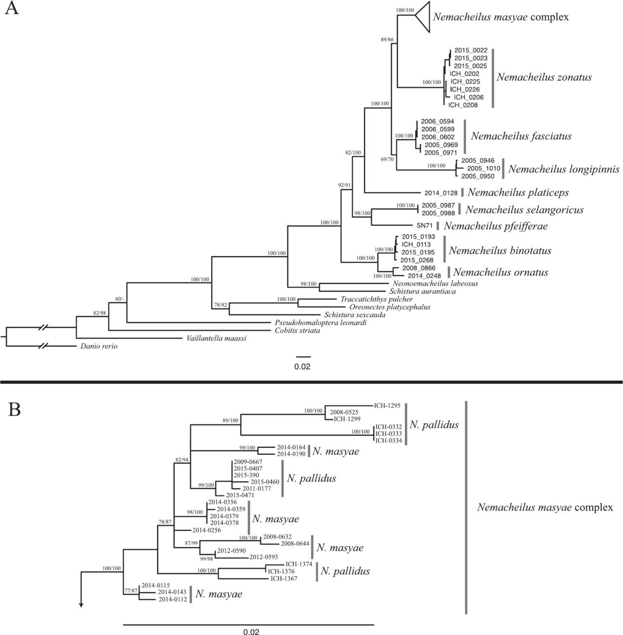 Arrow Loach Variability and Novel Sister Species - AMAZONAS Magazine