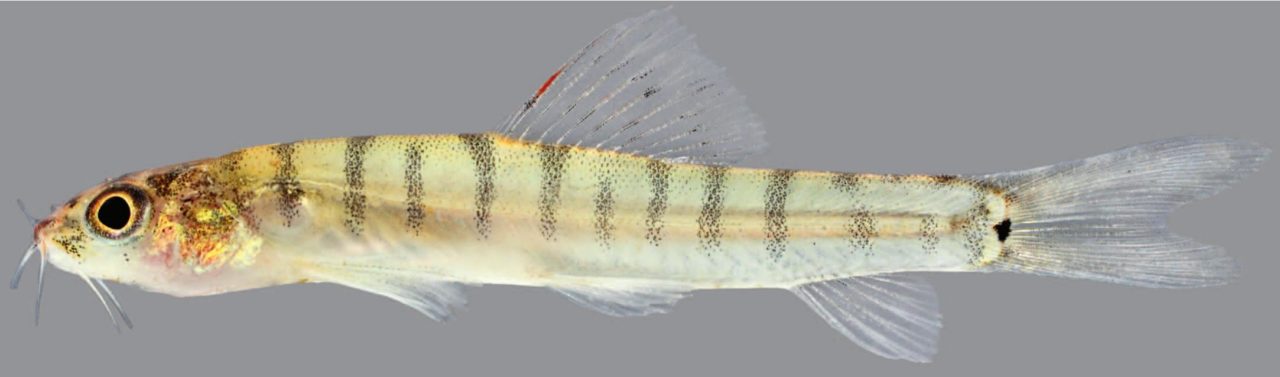 Arrow Loach Variability and Novel Sister Species - AMAZONAS Magazine