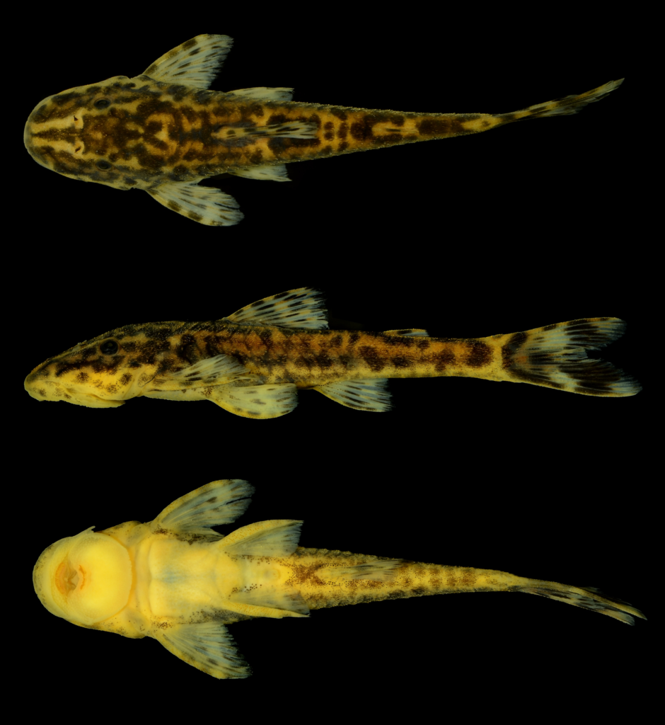 A New Brazilian Loricariid, Parotocinclus nandae - AMAZONAS Magazine