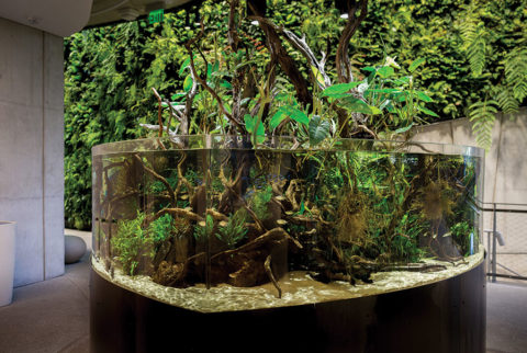 Creating an Amazon for AMAZON.com - All Things Aquascaping - AMAZONAS ...