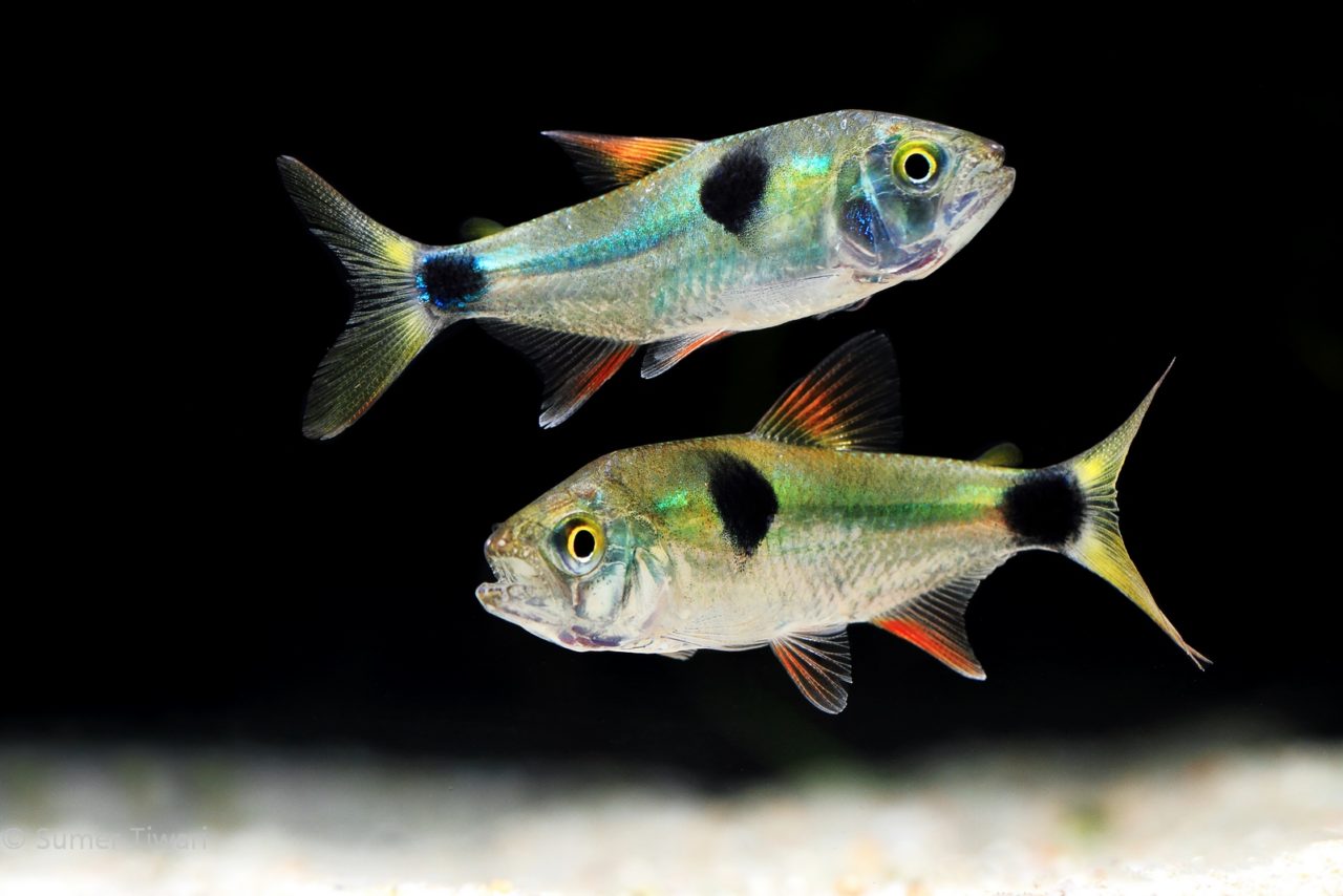 Can fish possess handedness? - AMAZONAS Magazine