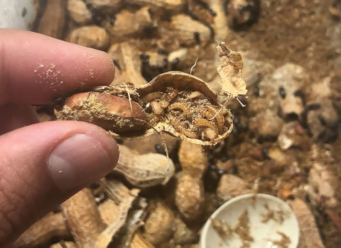 Peanut Beetle Larvae—the easiest and most nutritious live food ...