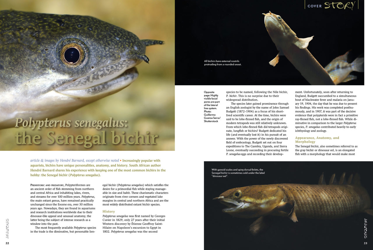 AMAZONAS Magazine "FOSSIL FISHES" Inside Look! - AMAZONAS Magazine