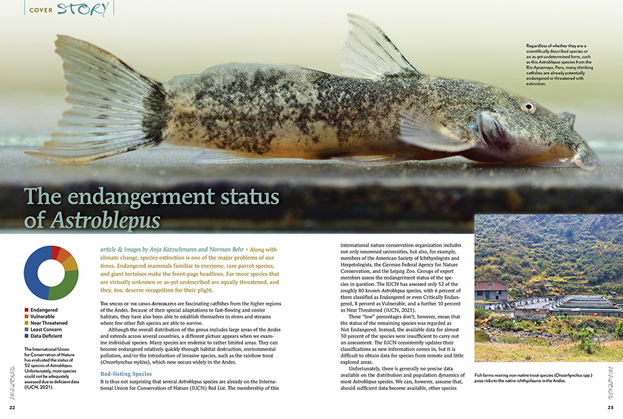 22_23-Astroblepus-Endangered - AMAZONAS Magazine