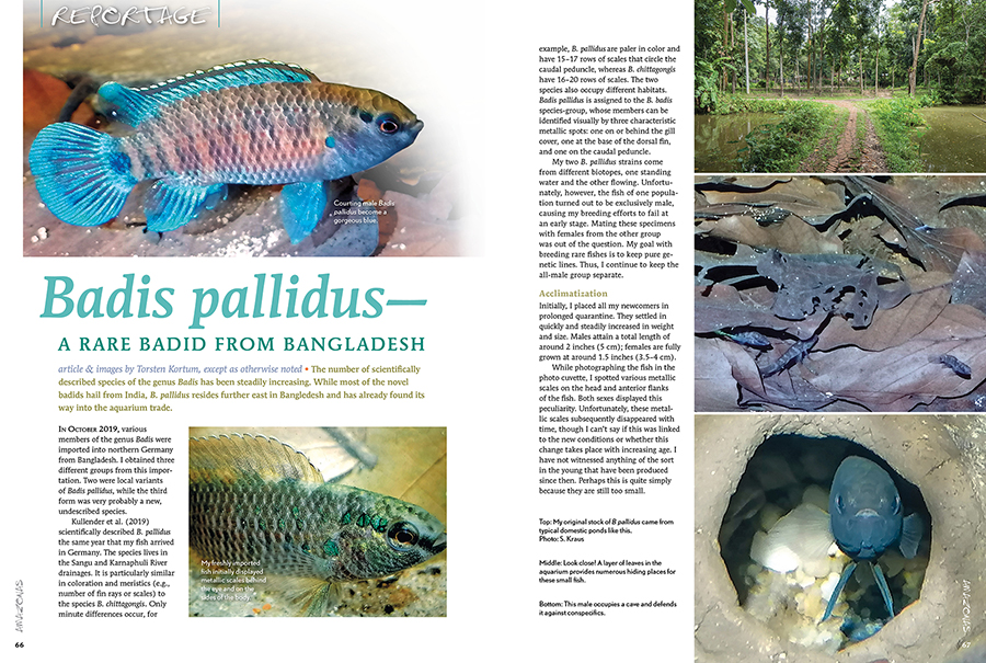 66_67-Reportage-Badis-pallidus - AMAZONAS Magazine