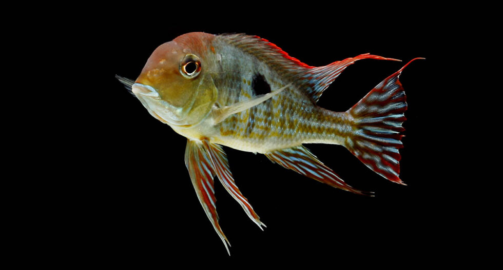 Geophagus sp. Red Head Tapajos has a New Name - AMAZONAS Magazine