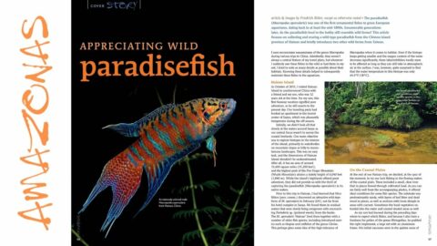 VIDEO Inside Look: AMAZONAS Magazine "A SLICE OF PARADISE" - AMAZONAS ...