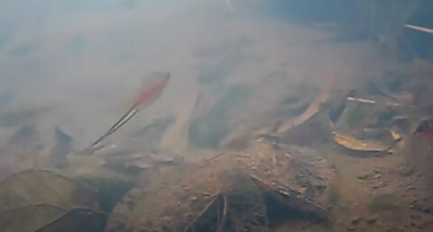 VIDEO - Wild-type Variatus Platies, In Situ, But Where? - AMAZONAS Magazine