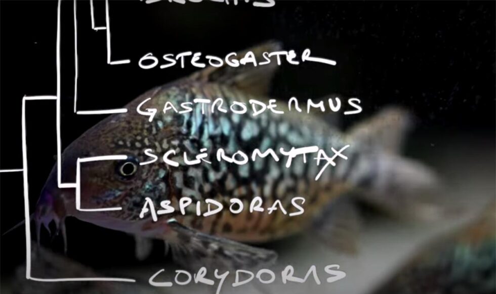 VIDEO: Initial Look at the Corydoras Revision - AMAZONAS Magazine