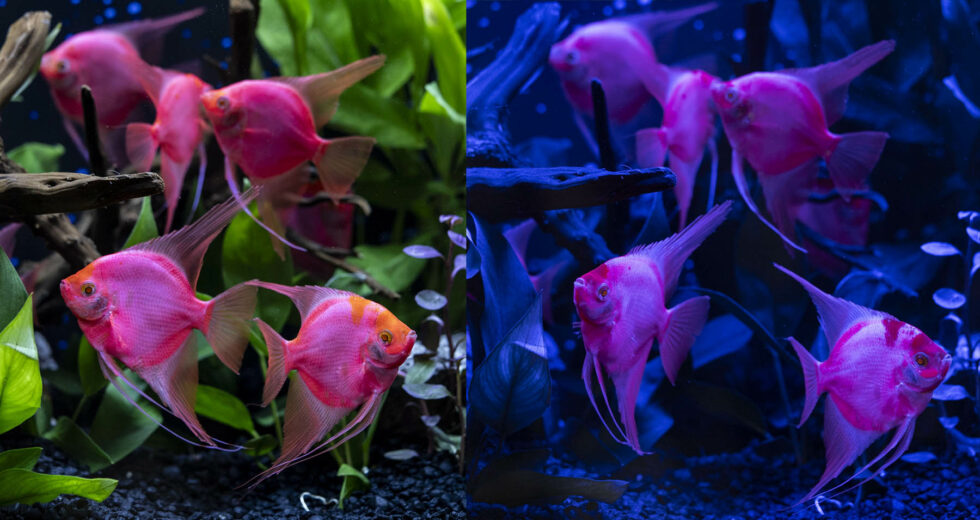 AMAZONAS PREVIEW: Meet the new GloFish® Angelfish - AMAZONAS Magazine