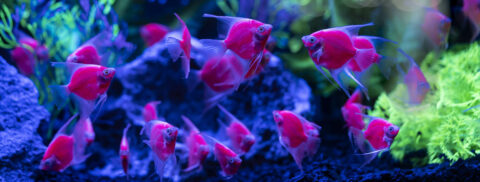 AMAZONAS PREVIEW: Meet the new GloFish® Angelfish - AMAZONAS Magazine