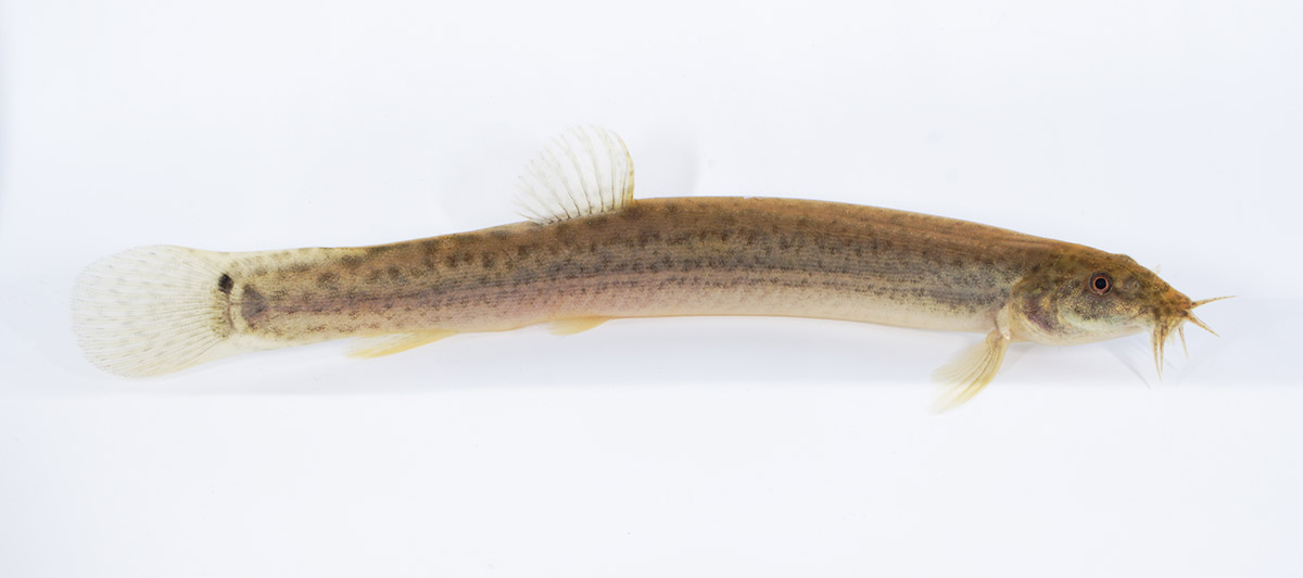 Weather Loach featured on USFWS Fish of the Week Podcast - AMAZONAS ...
