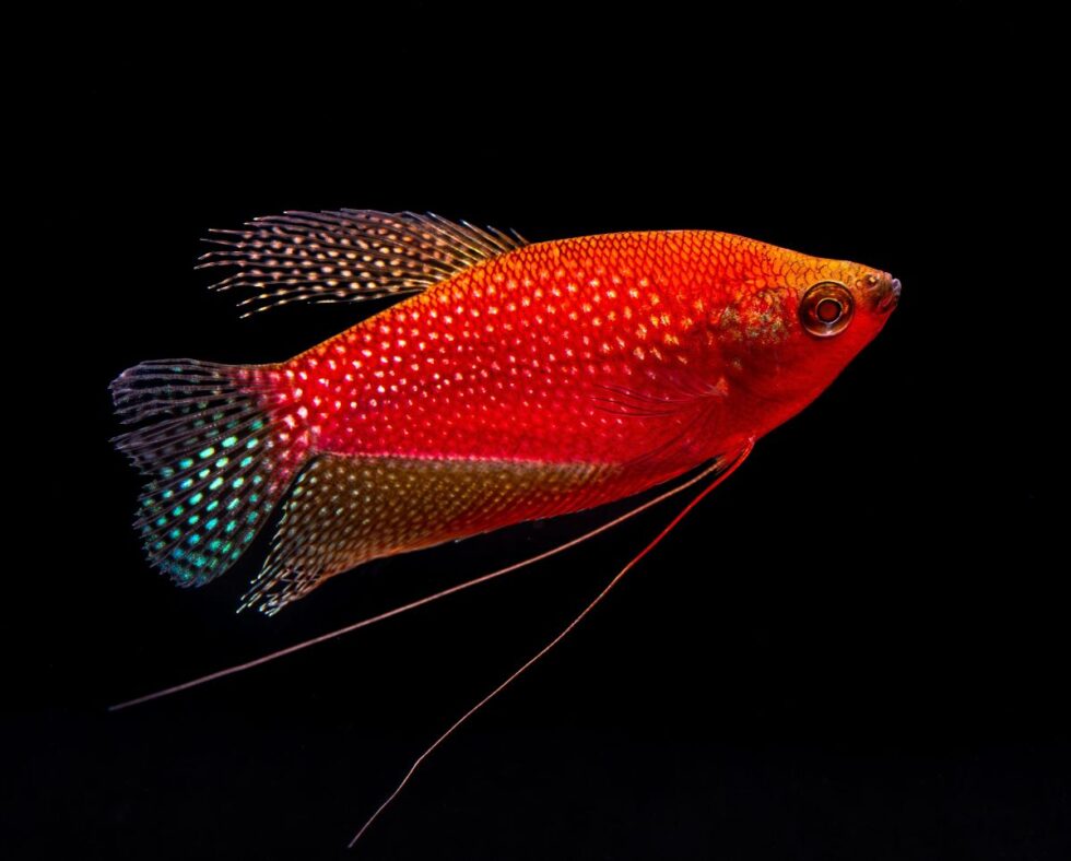Starfire Red® Gourami, the Newest GloFish® - AMAZONAS Magazine